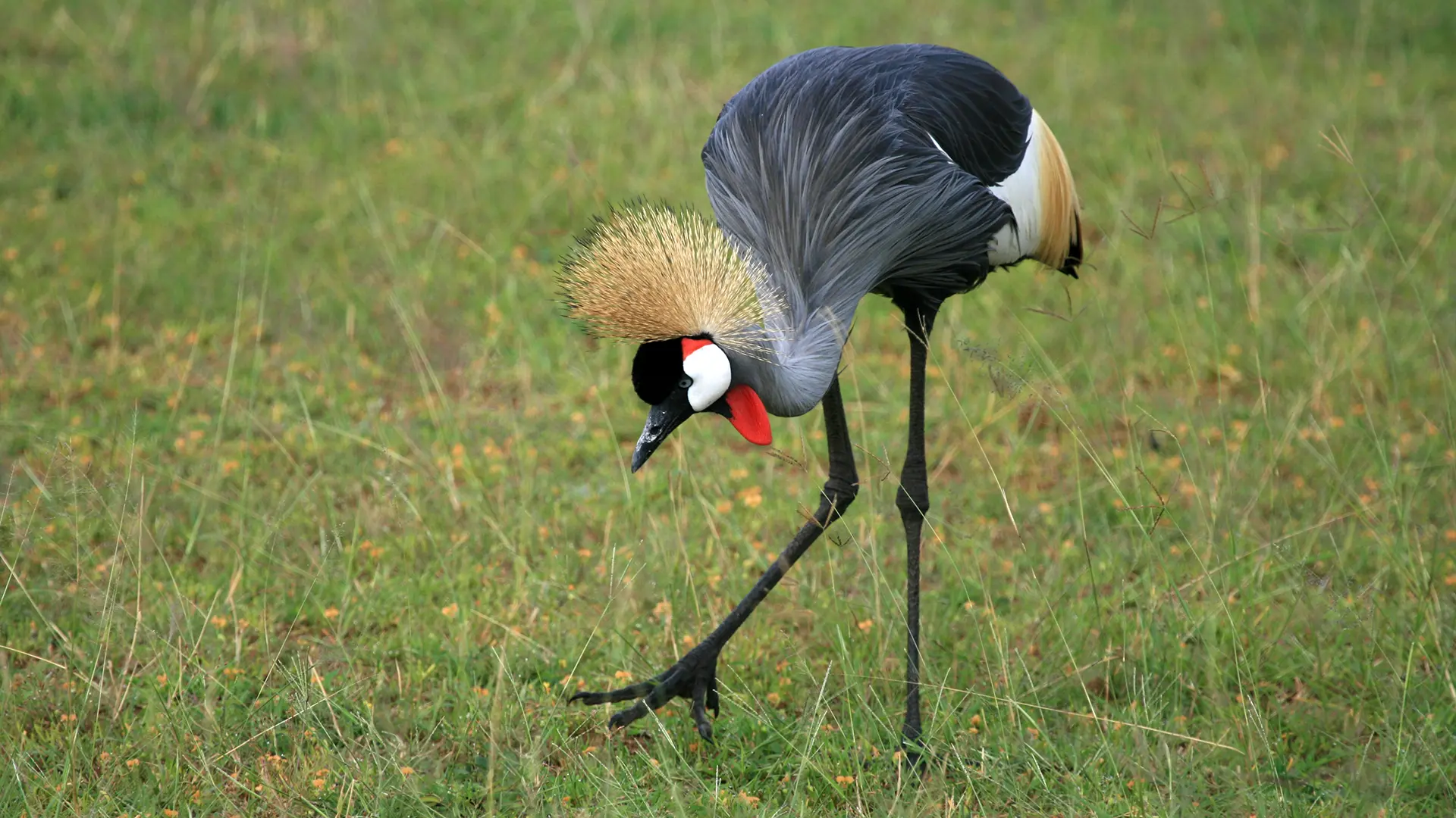 Birding Safari | Ultimate Bird Watching Adventures